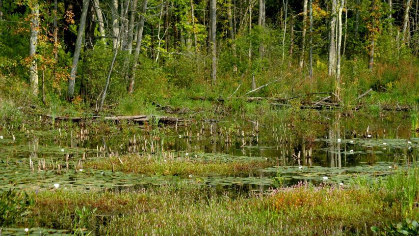 Voda je základem zdraví přírody: Obnova lesů a zadržování vody